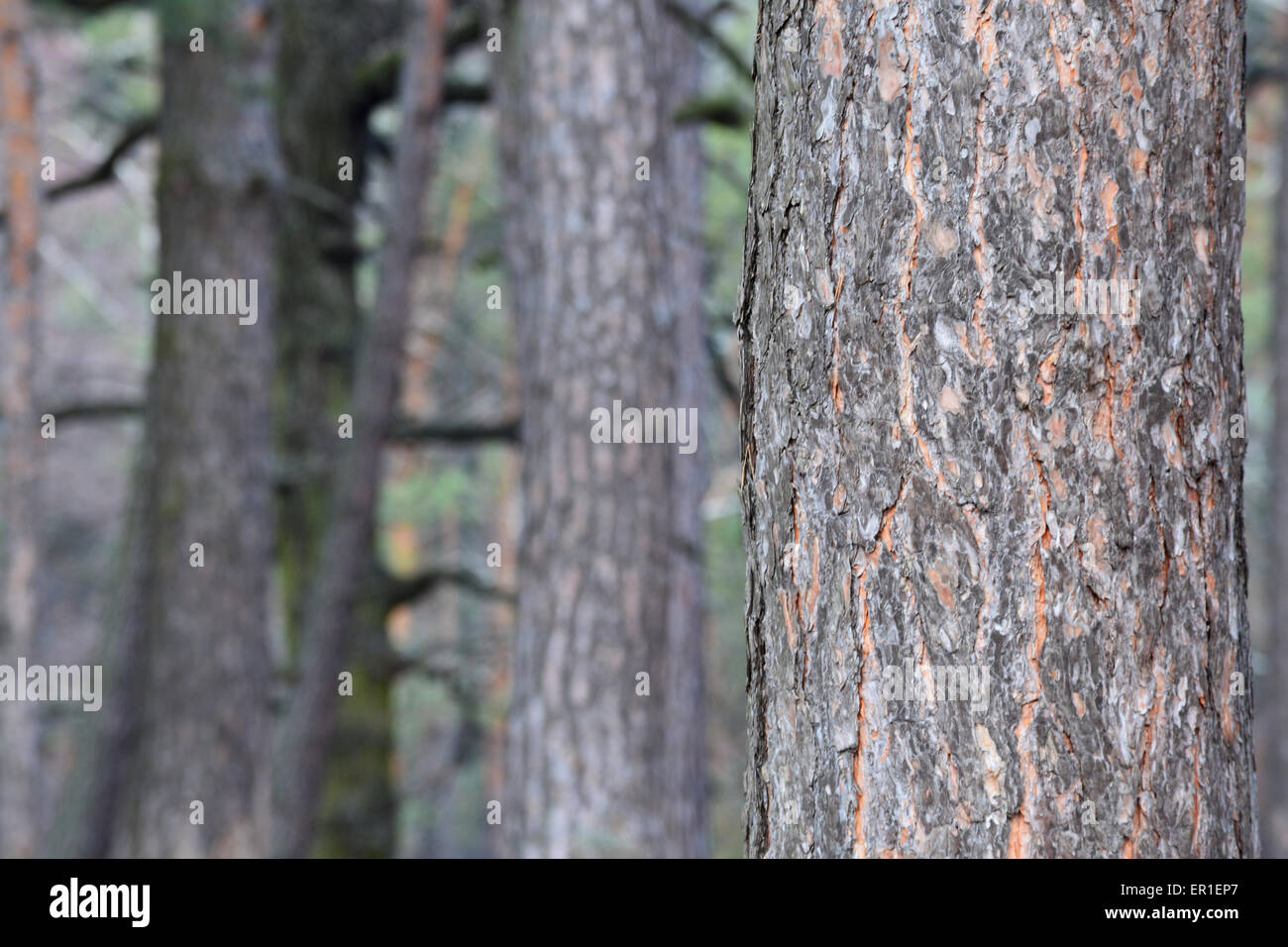 Man in beautiful pine forest hi-res stock photography and images - Alamy
