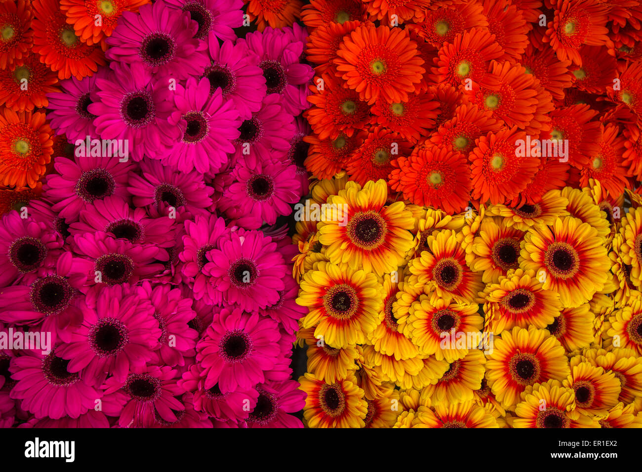 Prague tulip hi-res stock photography and images - Alamy