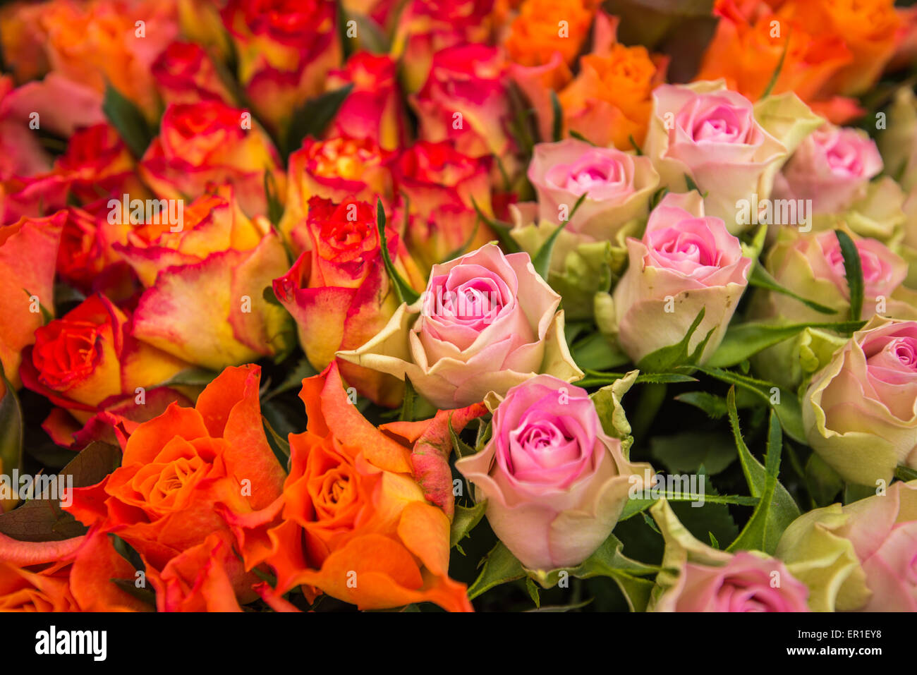bunch of roses Stock Photo - Alamy
