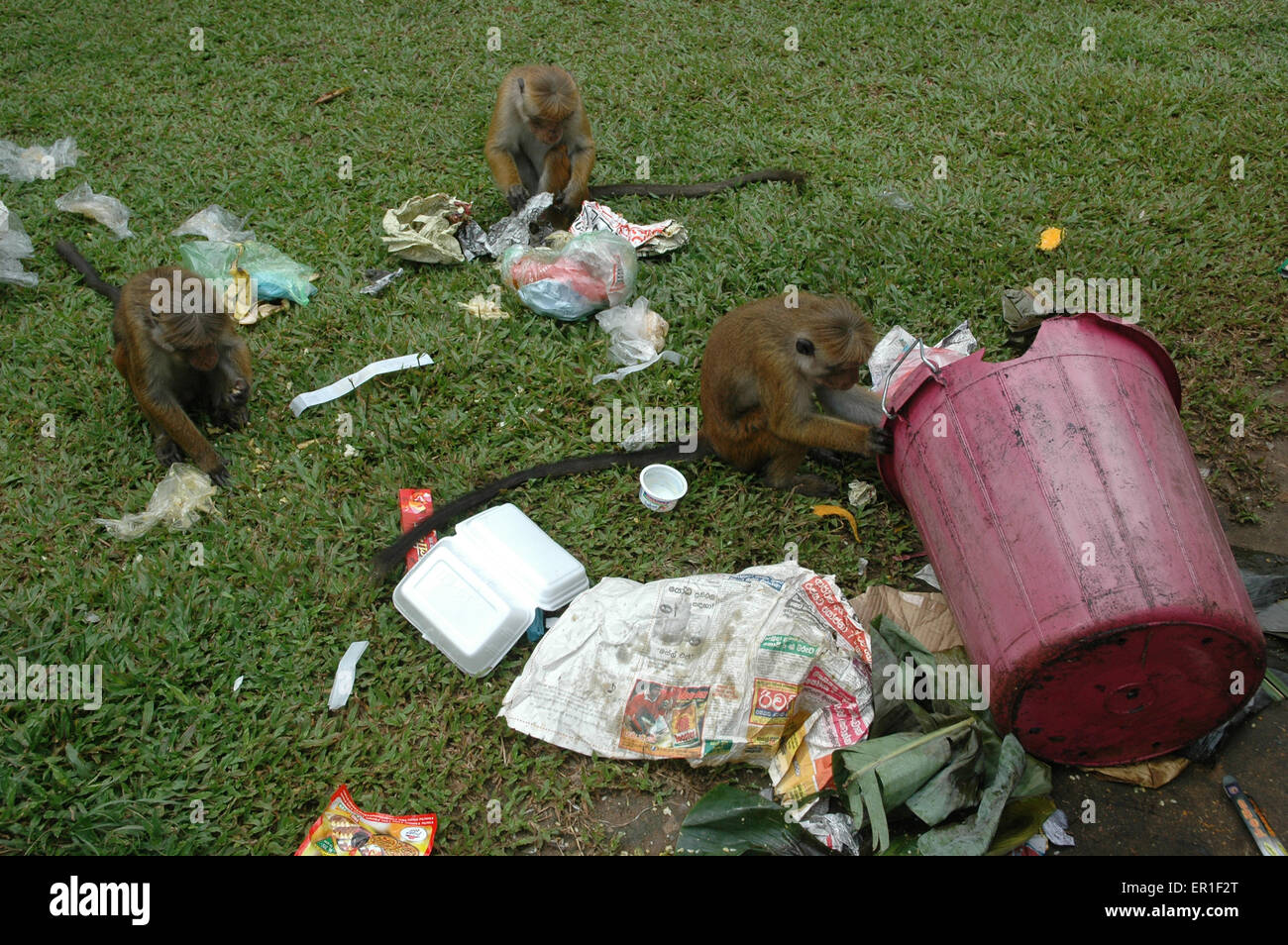 Kandy, Sri Lanka: monkeys eating from the garbage Stock Photo - Alamy
