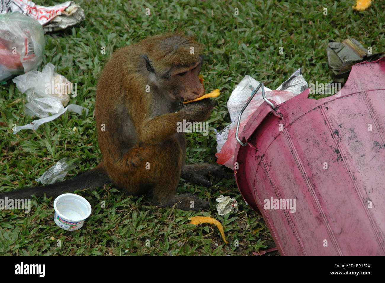 Kandy, Sri Lanka: monkeys eating from the garbage Stock Photo - Alamy