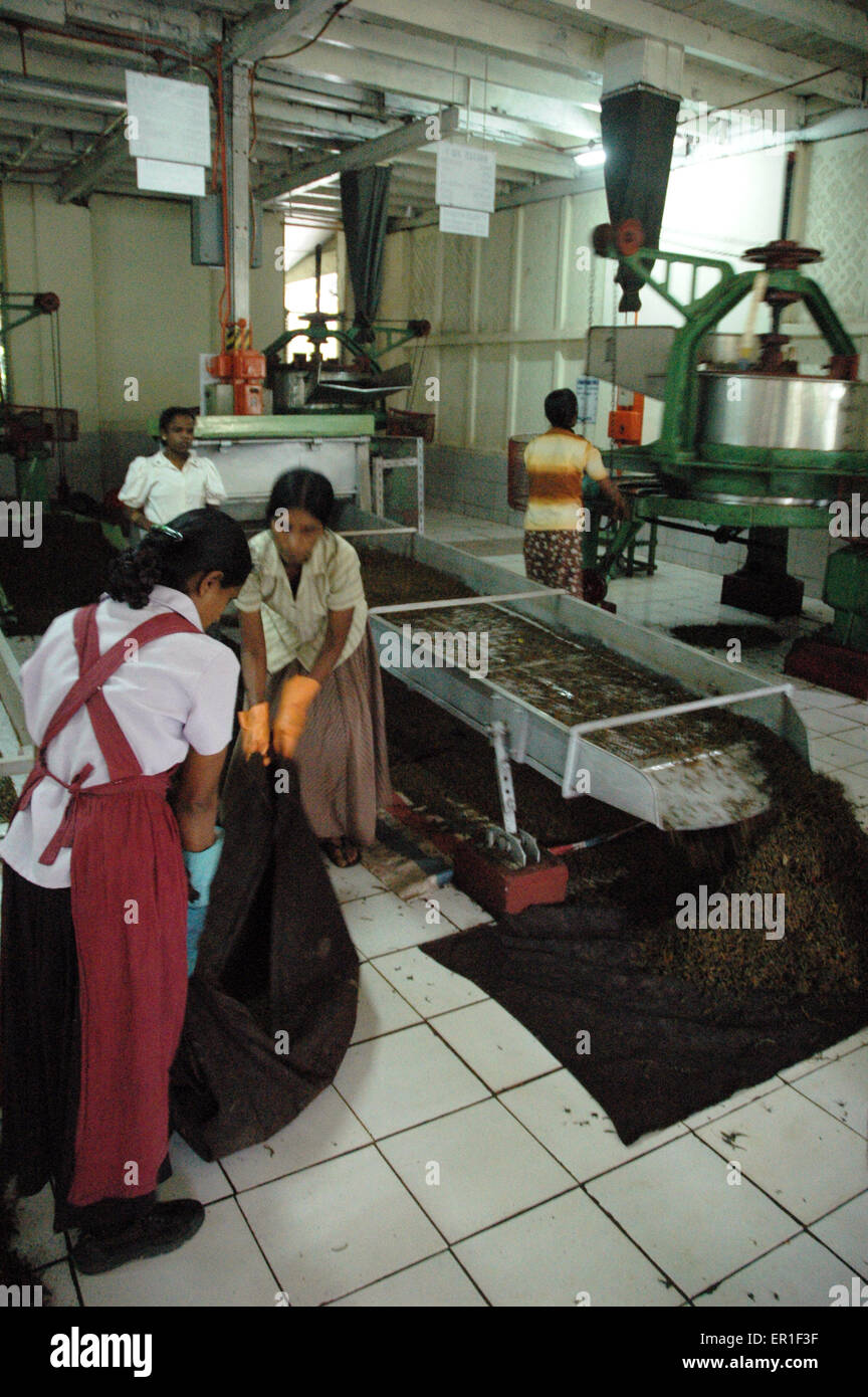 Kandy (Sri Lanka): tea factory Stock Photo - Alamy