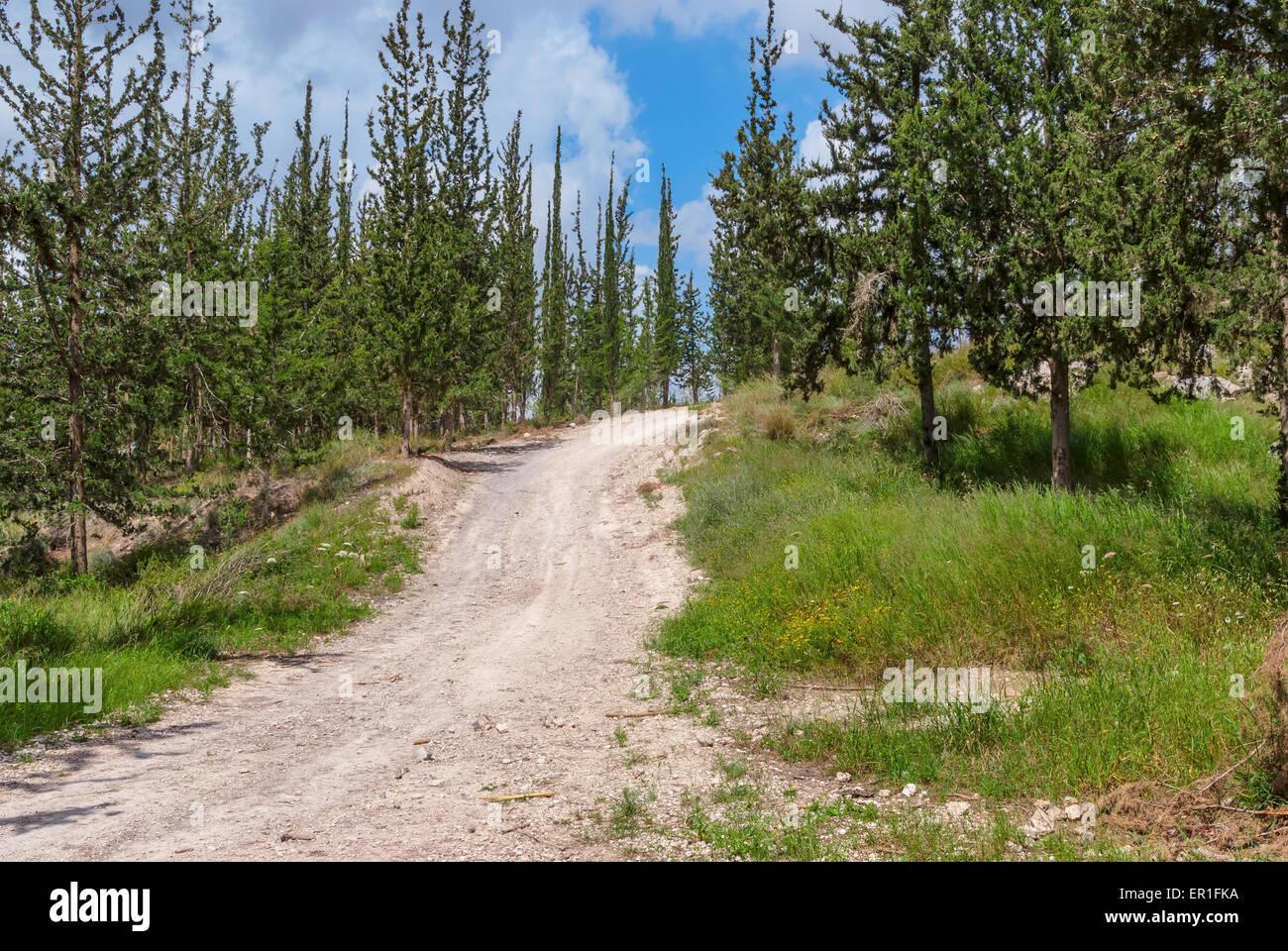 Empty hiking trail in the pine tree and cypress woods Stock Photo - Alamy