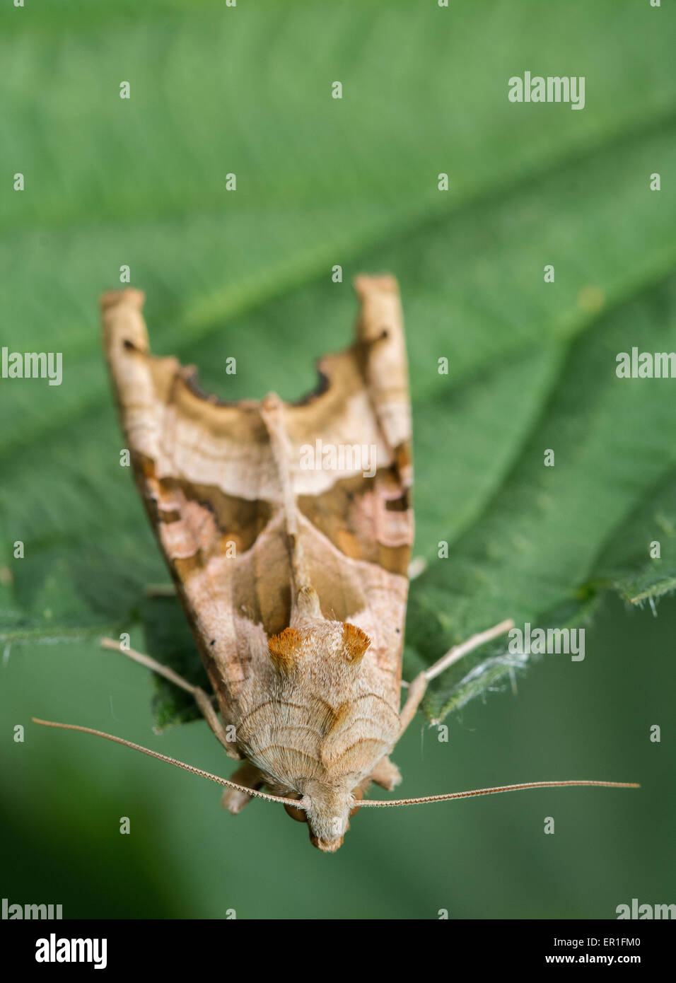 Angle shades moth Stock Photo - Alamy