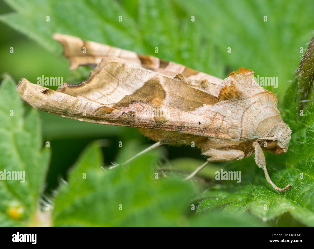 Angle shade moth Stock Photo - Alamy