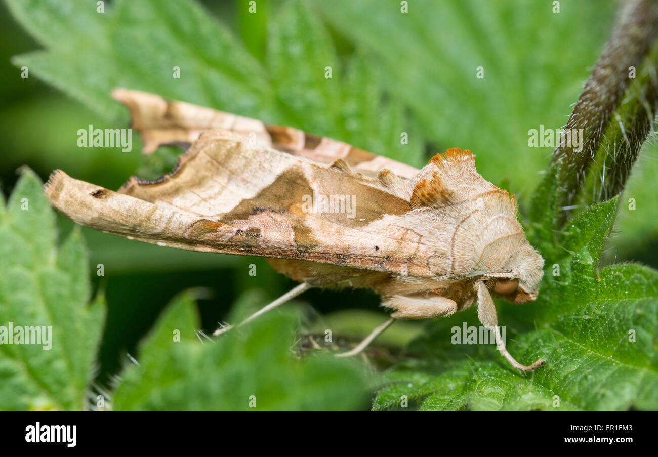 Angle shades moth Stock Photo - Alamy