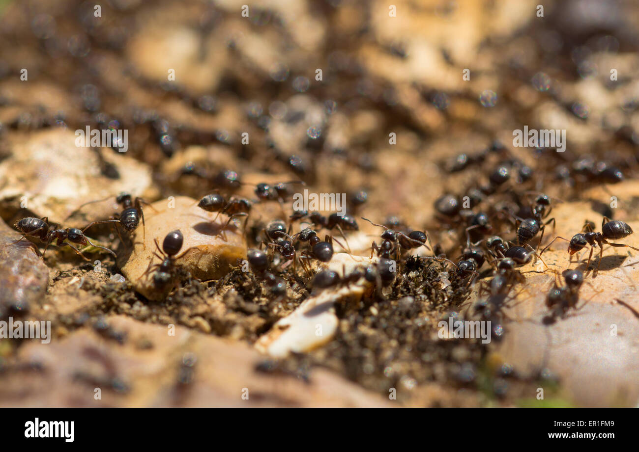 Army ant nest hi-res stock photography and images - Alamy