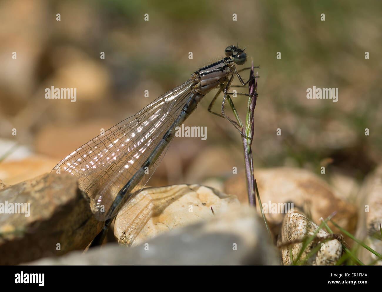 Dragon and damsel hi-res stock photography and images - Alamy