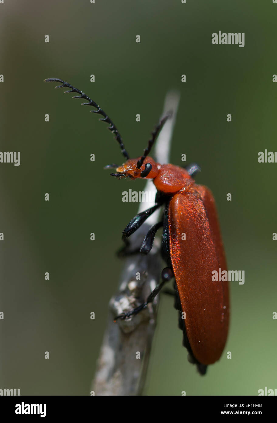 Red-headed Cardinal Beetle Stock Photo - Alamy