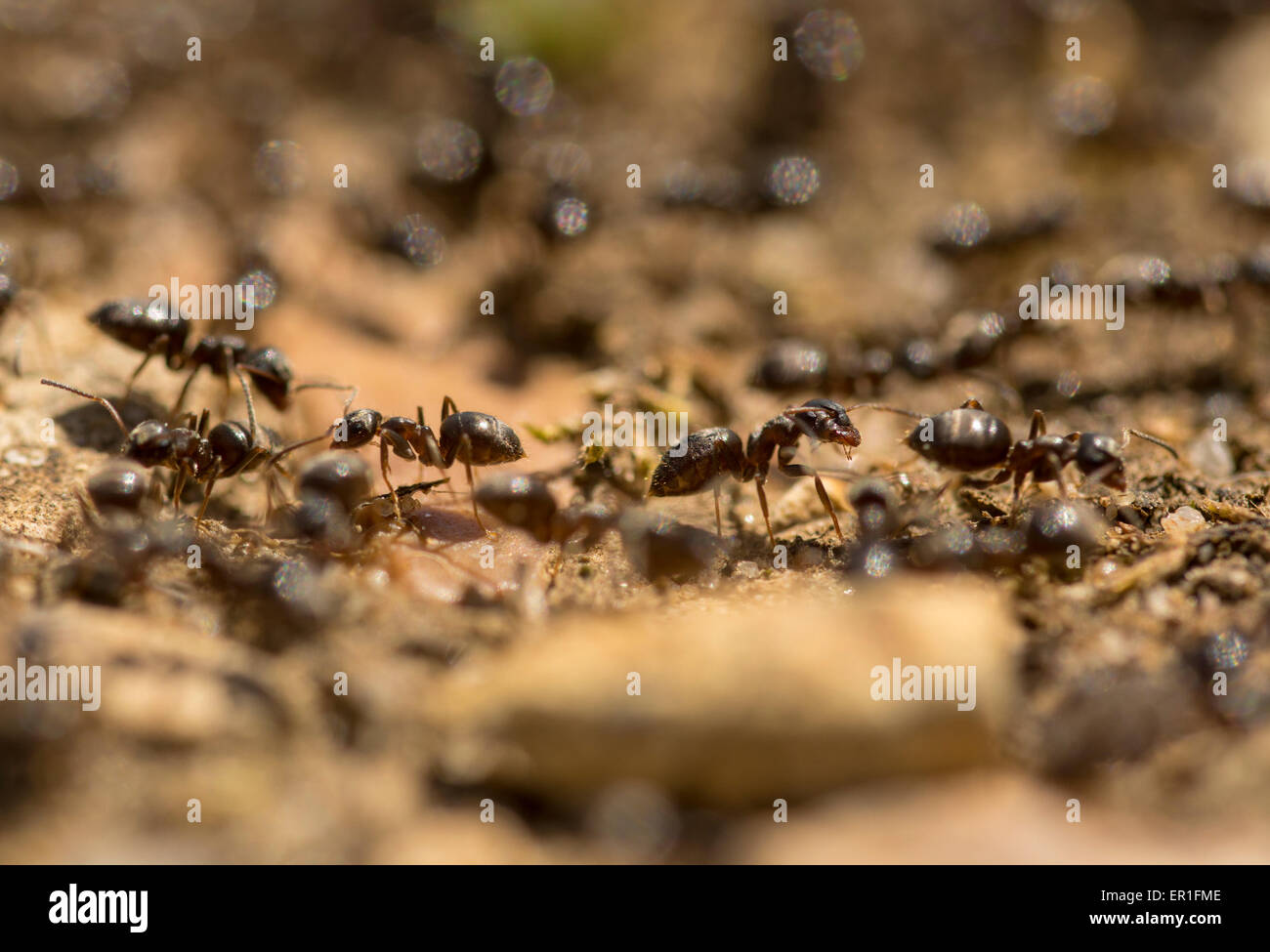 Army ants hi-res stock photography and images - Alamy