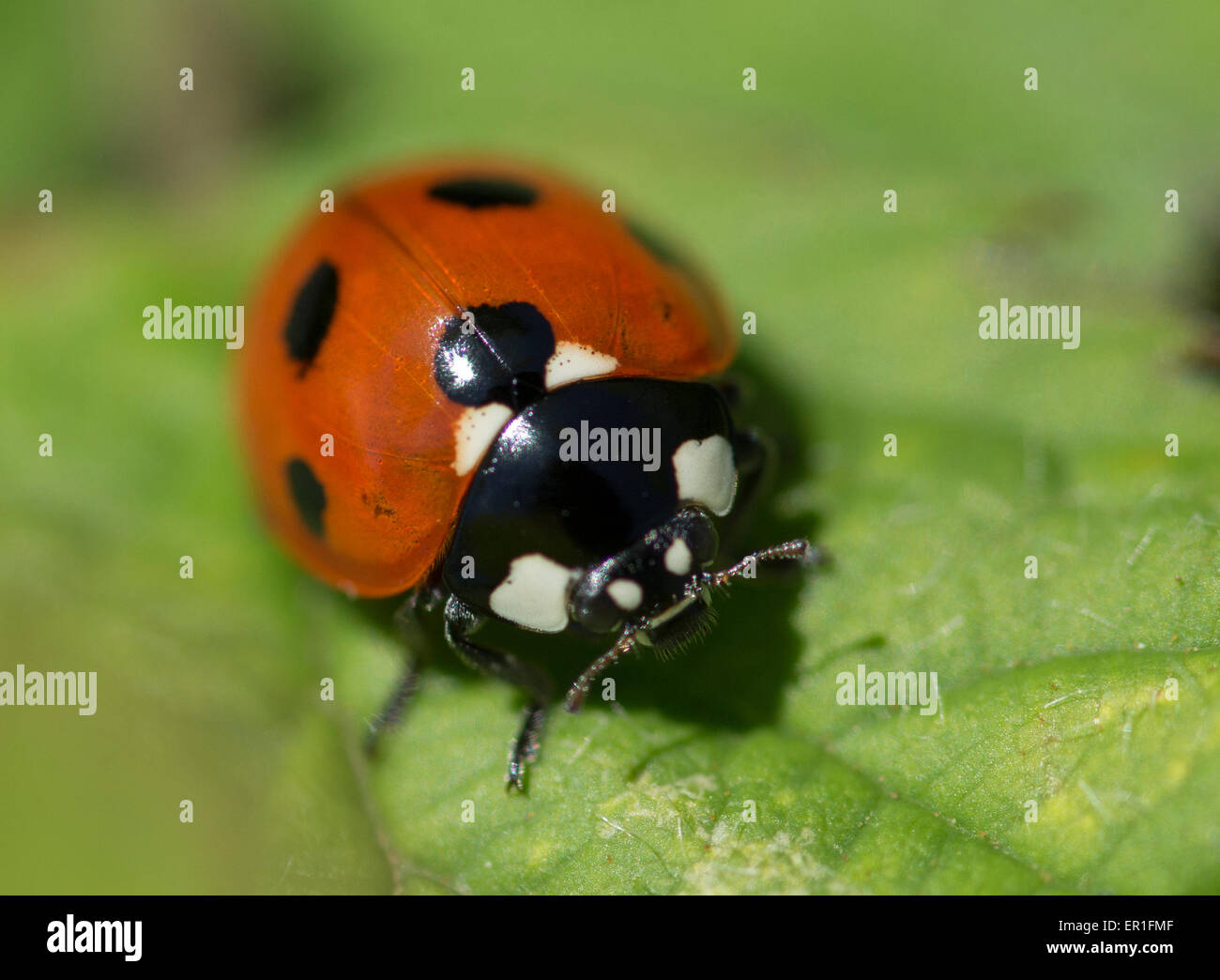 Spots on bird hi-res stock photography and images - Alamy