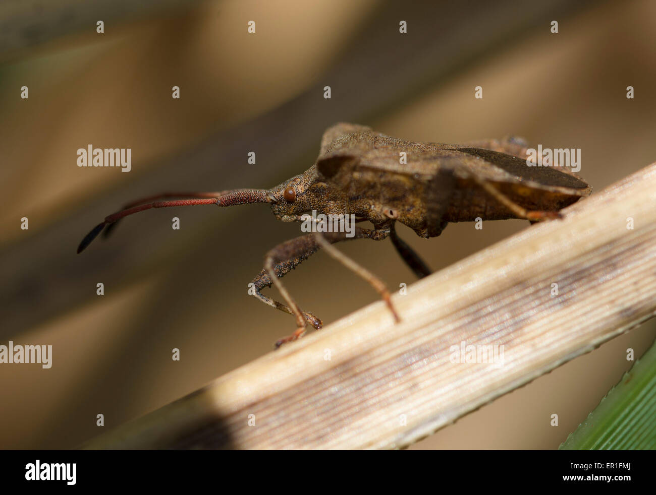 Mimic insect hi-res stock photography and images - Alamy