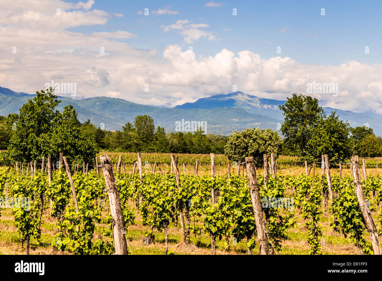 grapevine cultivation in the italian countryside in a stormy summer day ...
