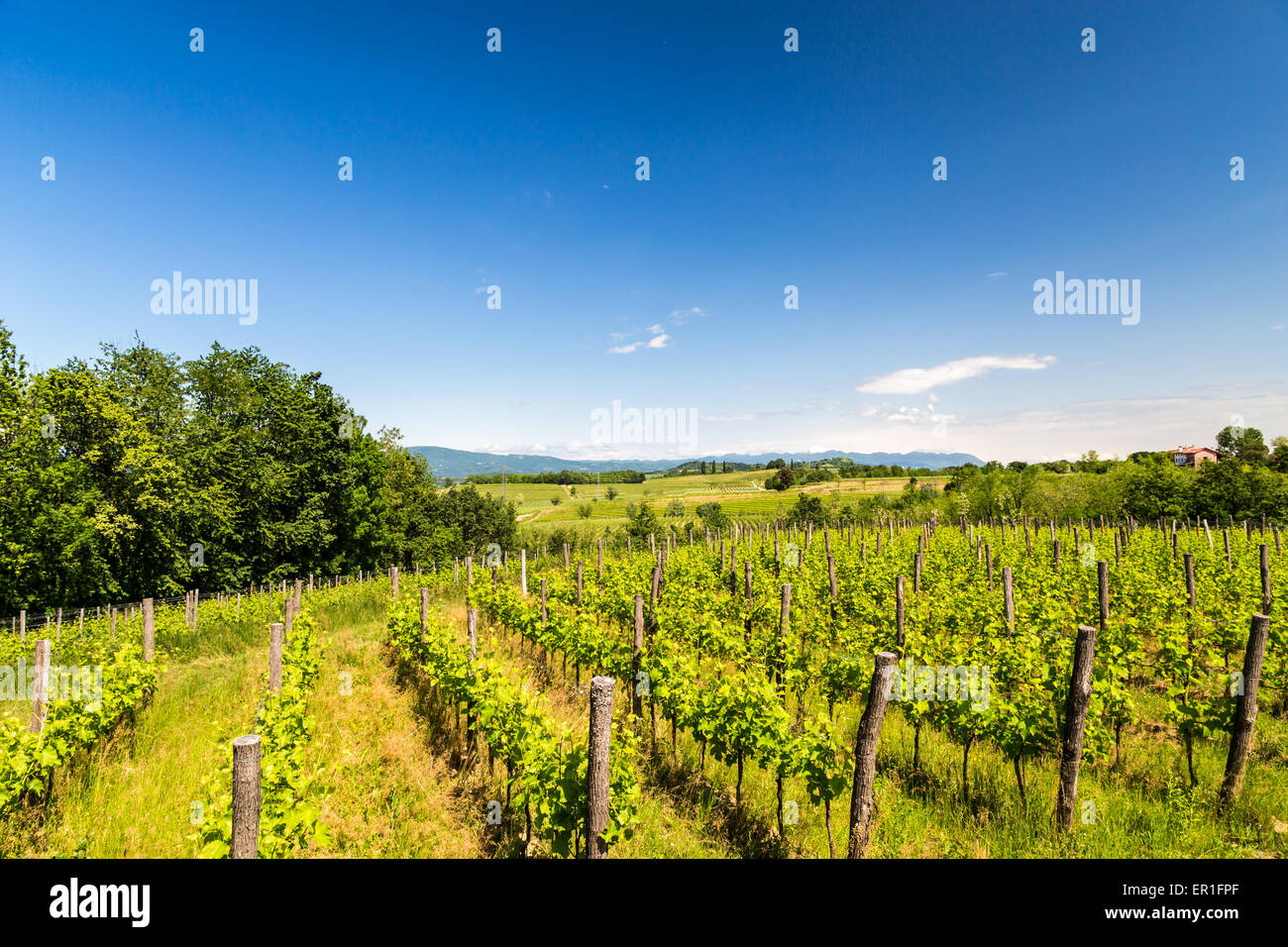grapevine cultivation in the italian countryside in a stormy summer day ...