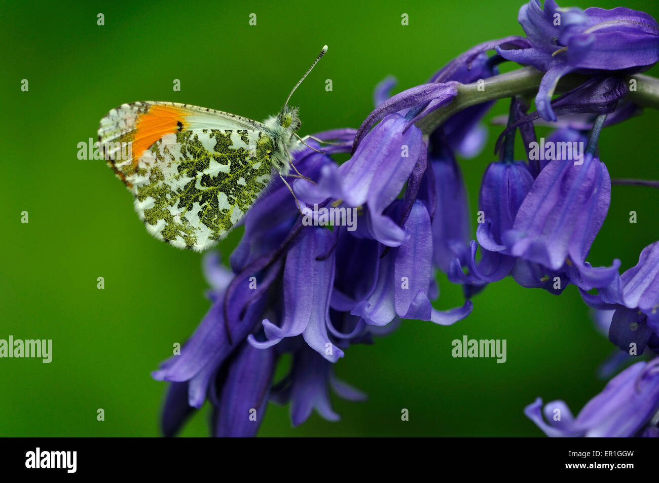 Antennae tips hi-res stock photography and images - Alamy