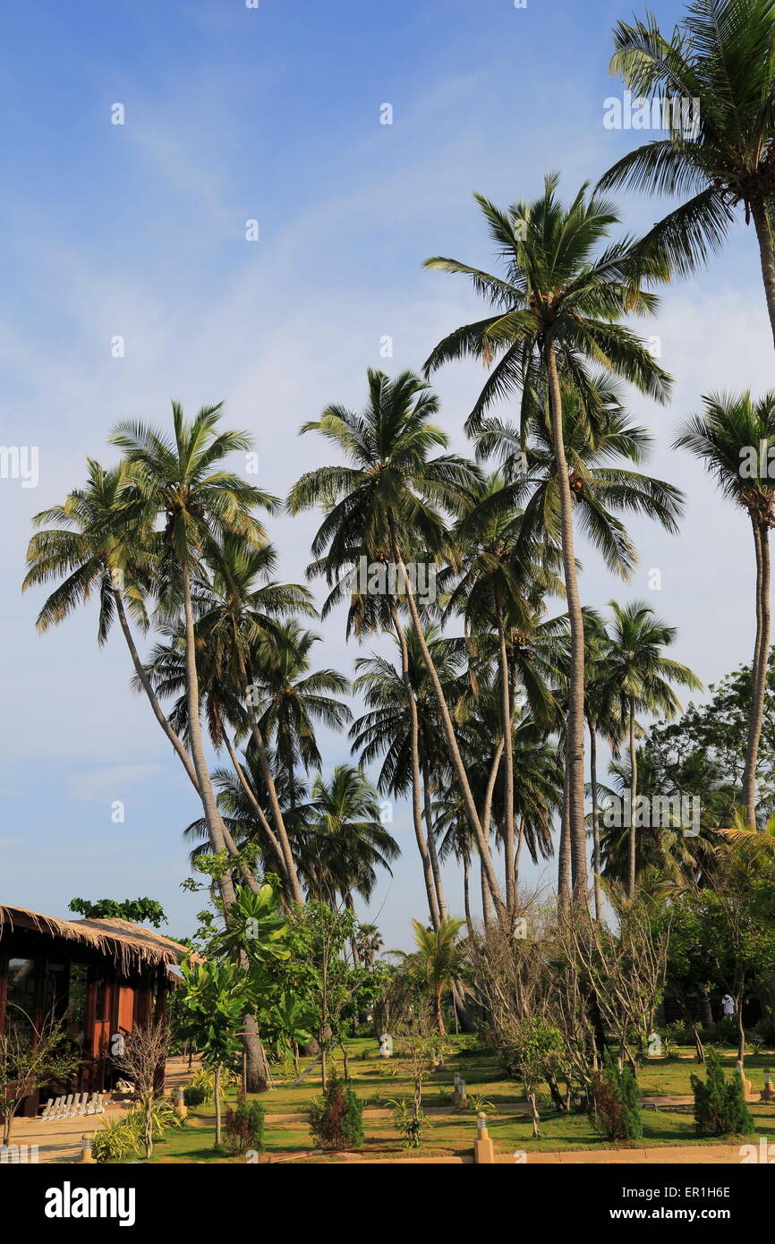 Coconut trees sri lanka hi-res stock photography and images - Alamy