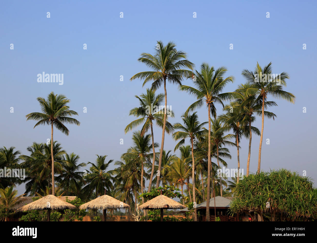 Coconut trees sri lanka hi-res stock photography and images - Alamy