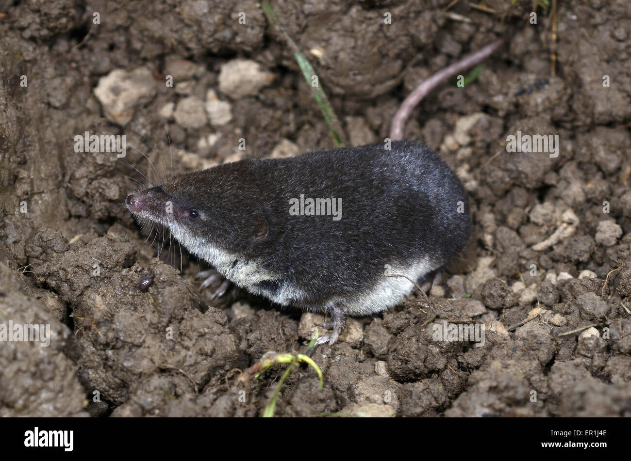 A water shrew on wet mud UK Stock Photo - Alamy
