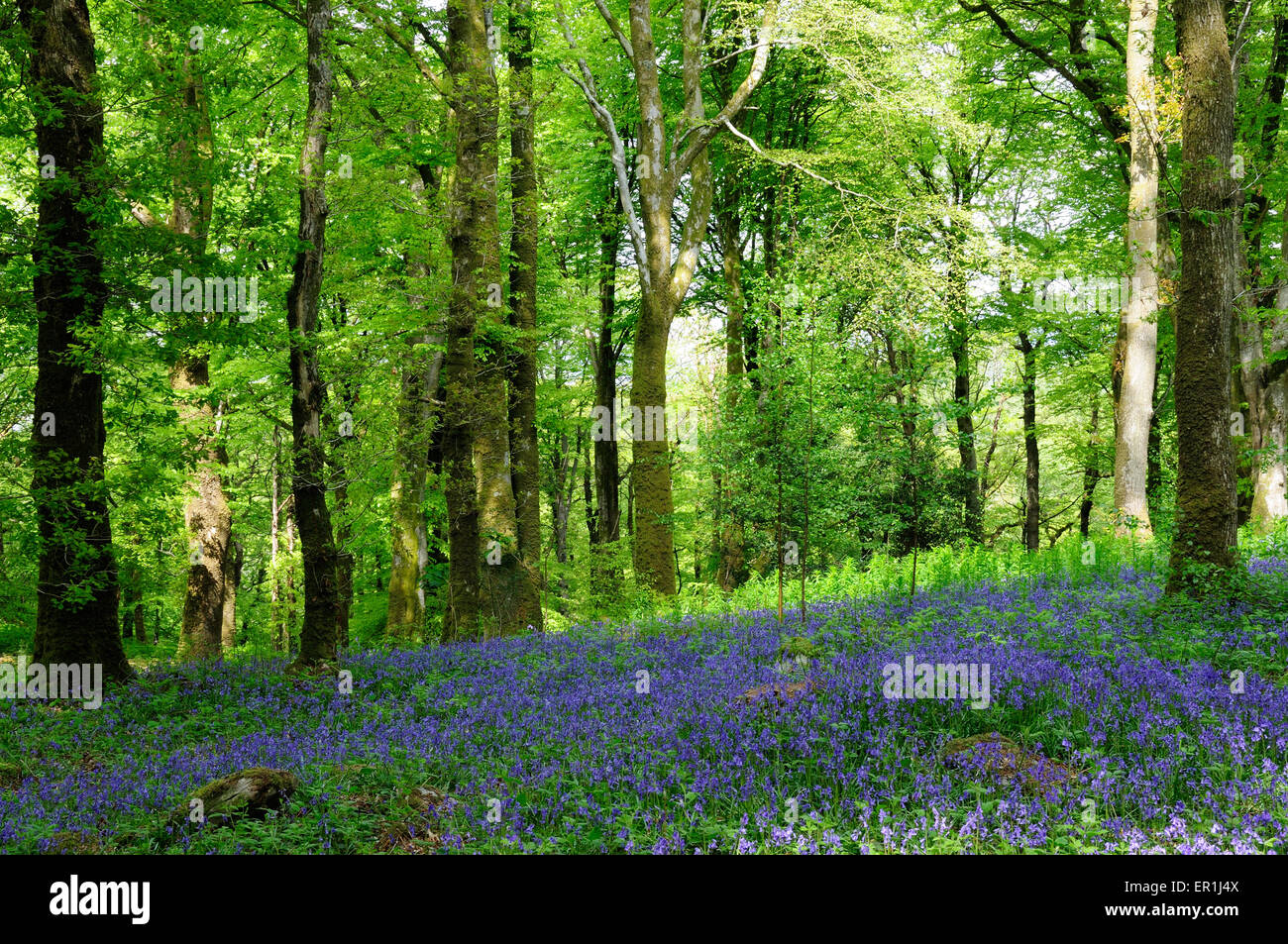 Bluebells woodland wales hi-res stock photography and images - Alamy