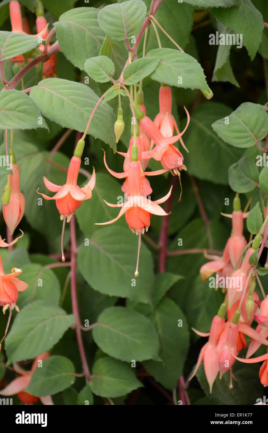 Rhs chelsea flower show hi-res stock photography and images - Alamy