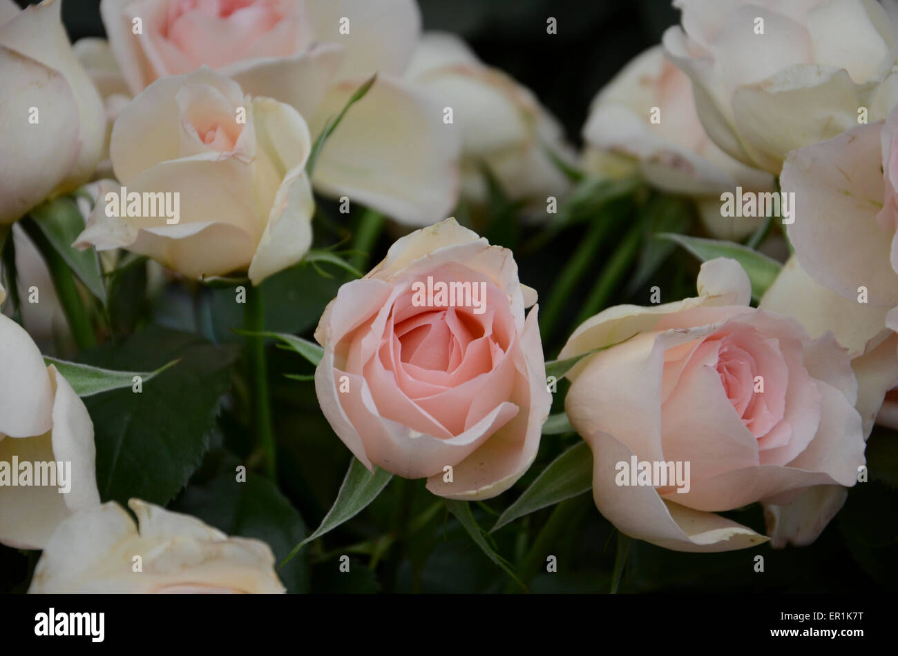 Pink rose display in the 'Grand Pavilion' at the 2015 RHS Chelsea ...