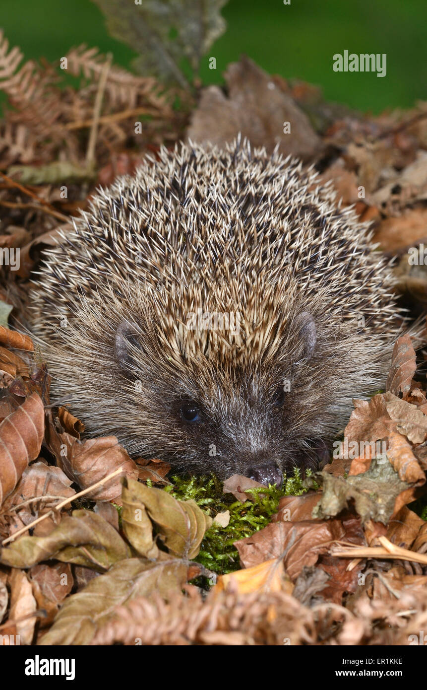 Litter Uk Wildlife High Resolution Stock Photography and Images - Alamy