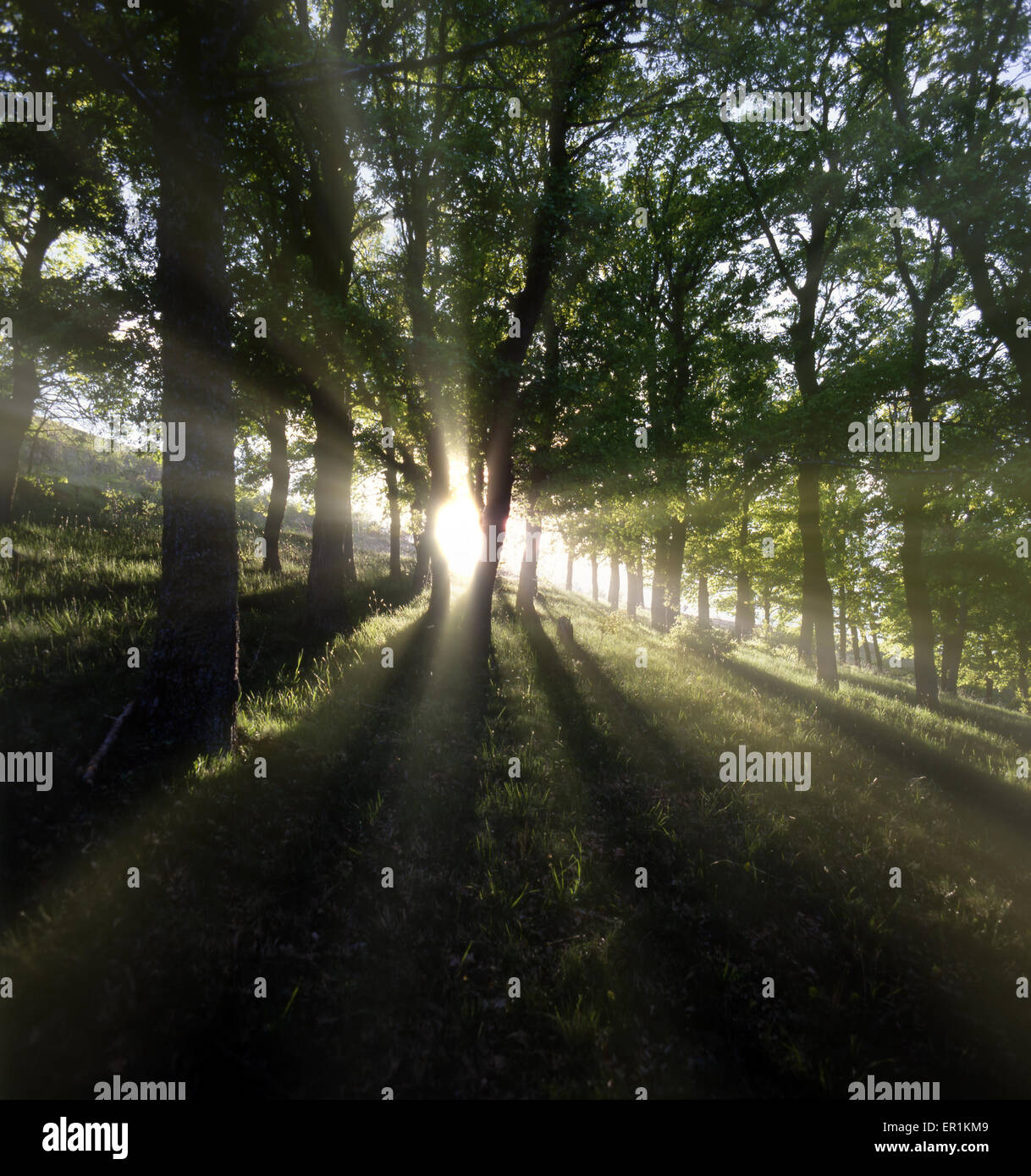 Rising sun making shadows of trees in a park Stock Photo - Alamy