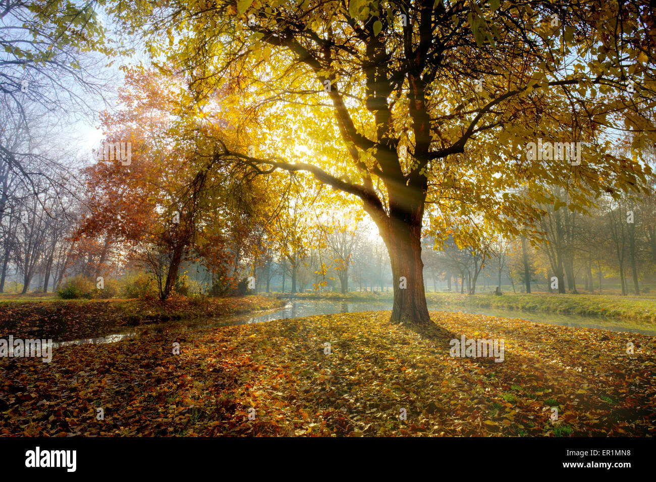 Rising sun making shadows of trees in a park Stock Photo - Alamy
