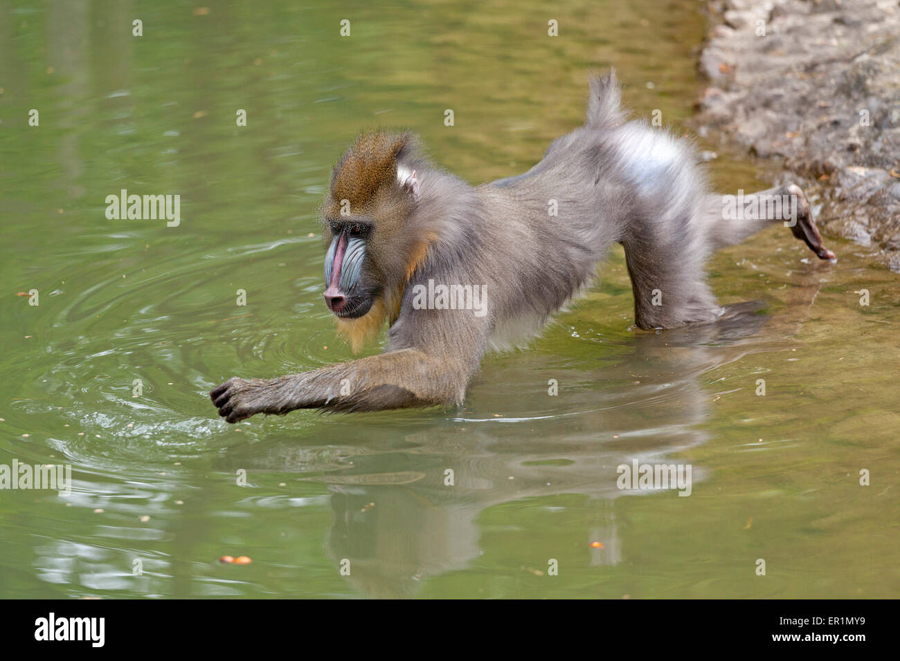 mandryl, (Mandrillus sphinx), zoo, Ueckermuende, Stettin Bay ...