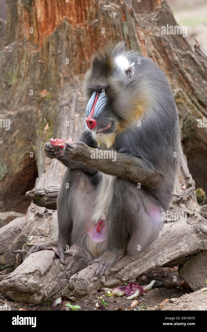 mandryl (Mandrillus sphinx), alpha male, zoo, Ueckermuende, Stettin Bay ...