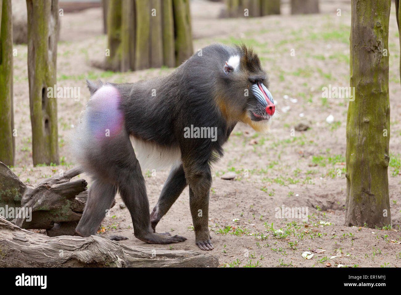 Walking mandrill hi-res stock photography and images - Alamy