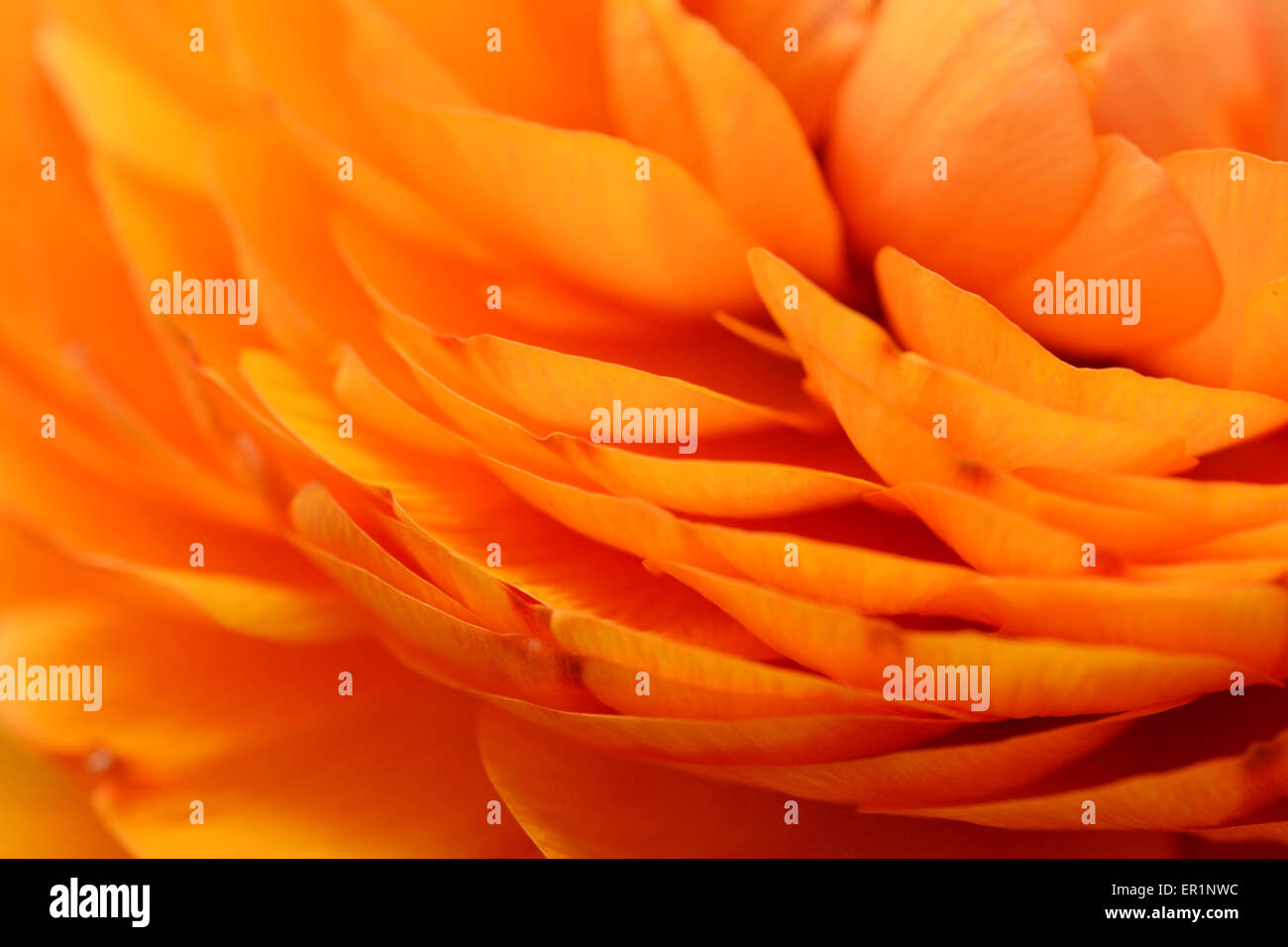 Ranunculus asiaticus macro hi-res stock photography and images - Alamy