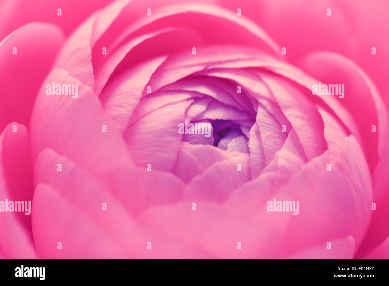 Pink ranunculus flower petals opening in macro Stock Photo - Alamy