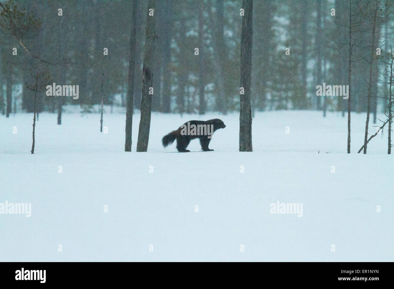 Wolverine, Gulo gulo, in winter landscape with snow falling in Kuhmo ...