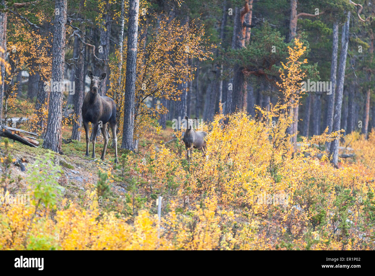 Moose cow with calf in autumn season taken in Storasjöfallets national ...