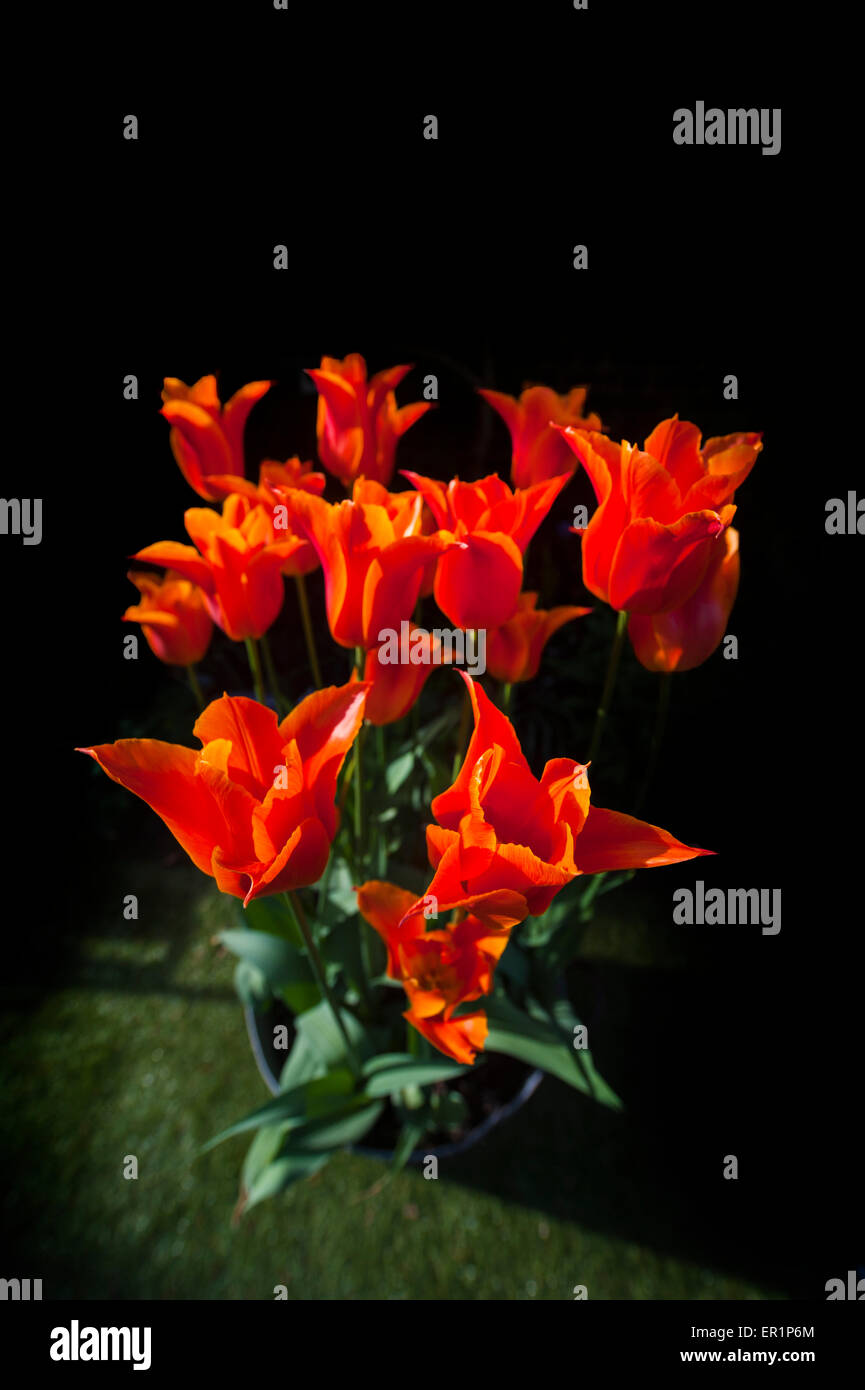 Tulip ballerina pot hi-res stock photography and images - Alamy