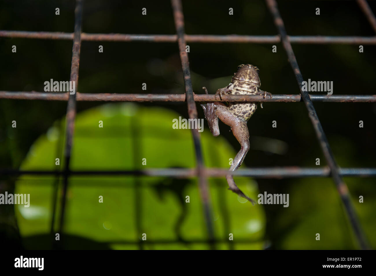 Grim determination hi-res stock photography and images - Alamy