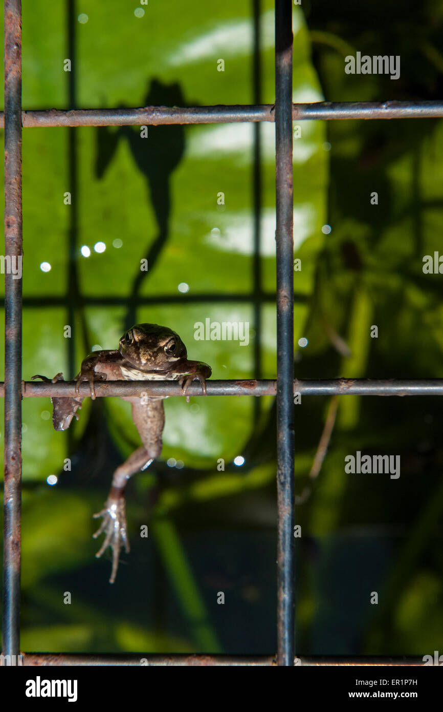 Grim determination hi-res stock photography and images - Alamy