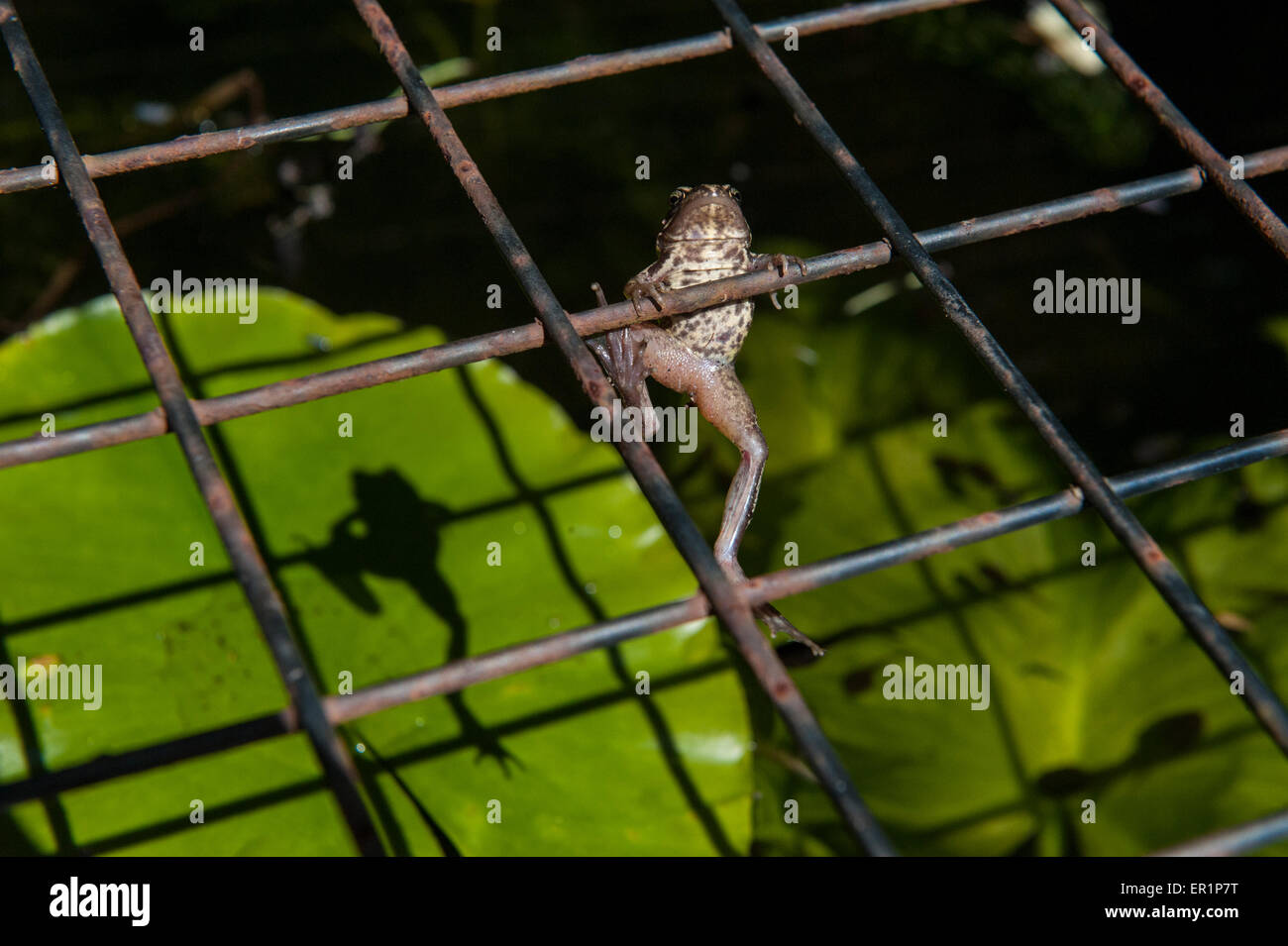 Grim determination hi-res stock photography and images - Alamy