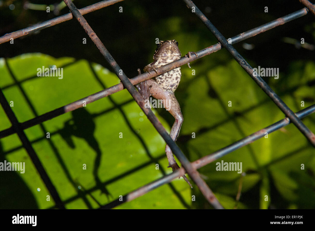 Grim determination hi-res stock photography and images - Alamy