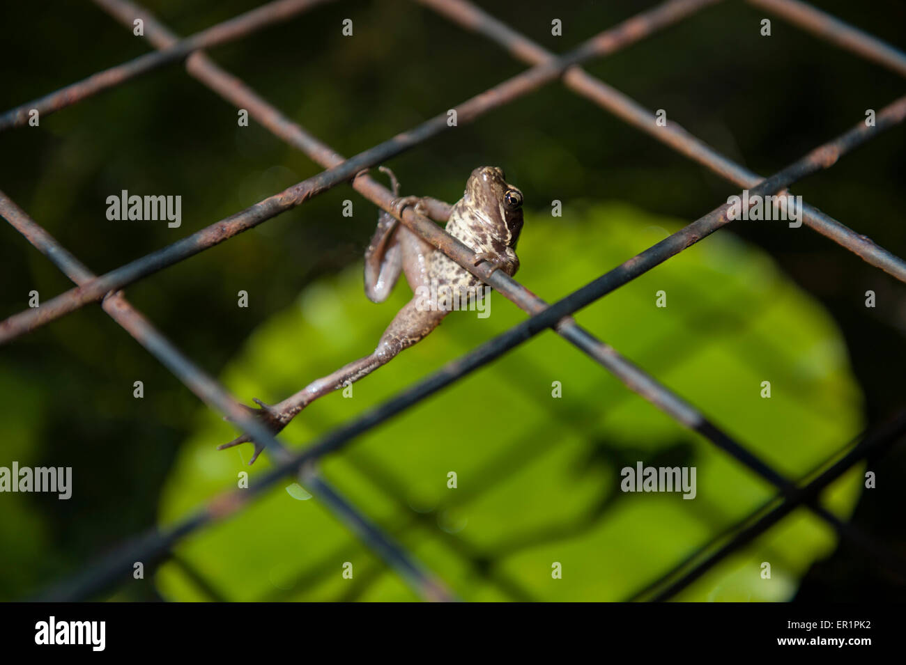 Grim determination hi-res stock photography and images - Alamy