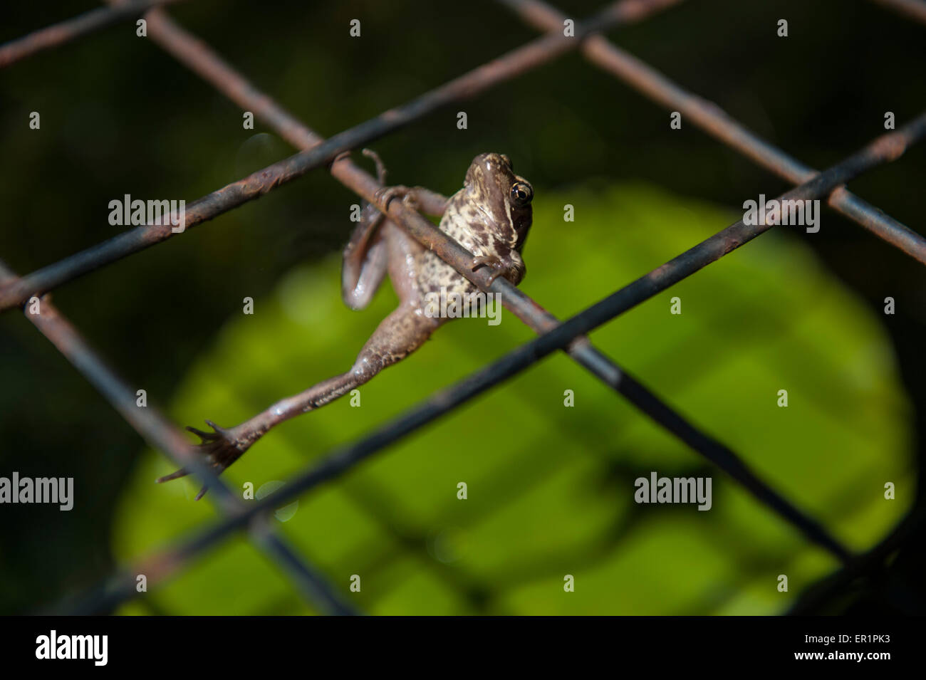 Grim determination hi-res stock photography and images - Alamy