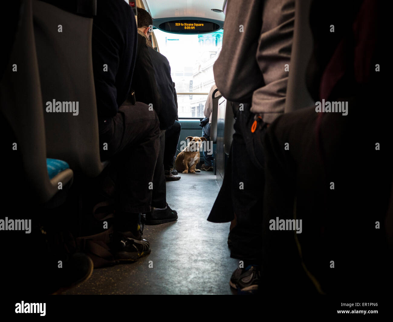 Dog bus hi-res stock photography and images - Alamy