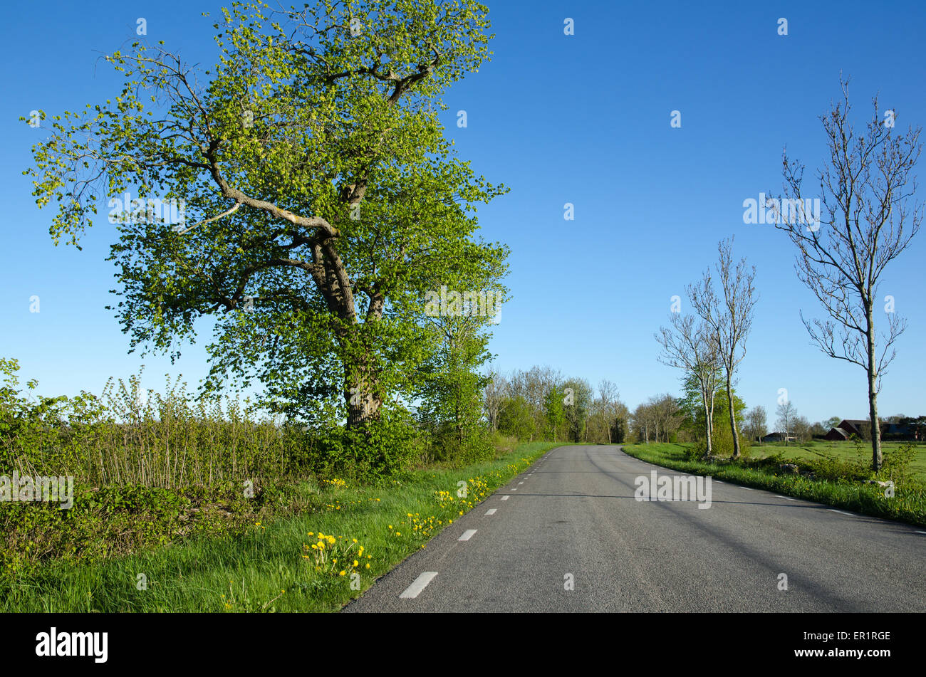 Beautiful country road at spring with yellow flowers and green grass at ...
