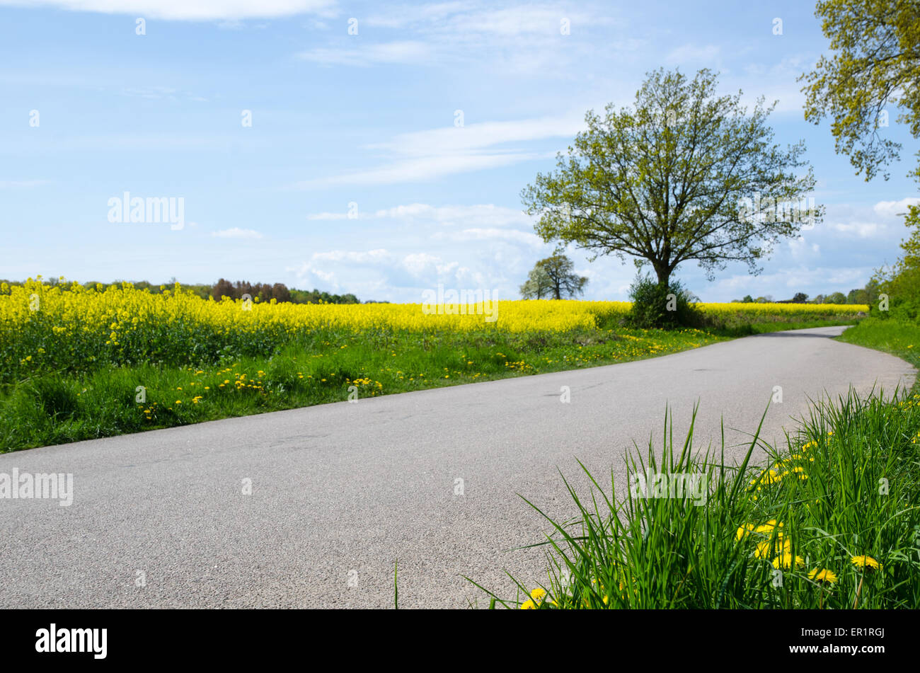 Green and yellow blossom at roadside by a countryside road at spring ...