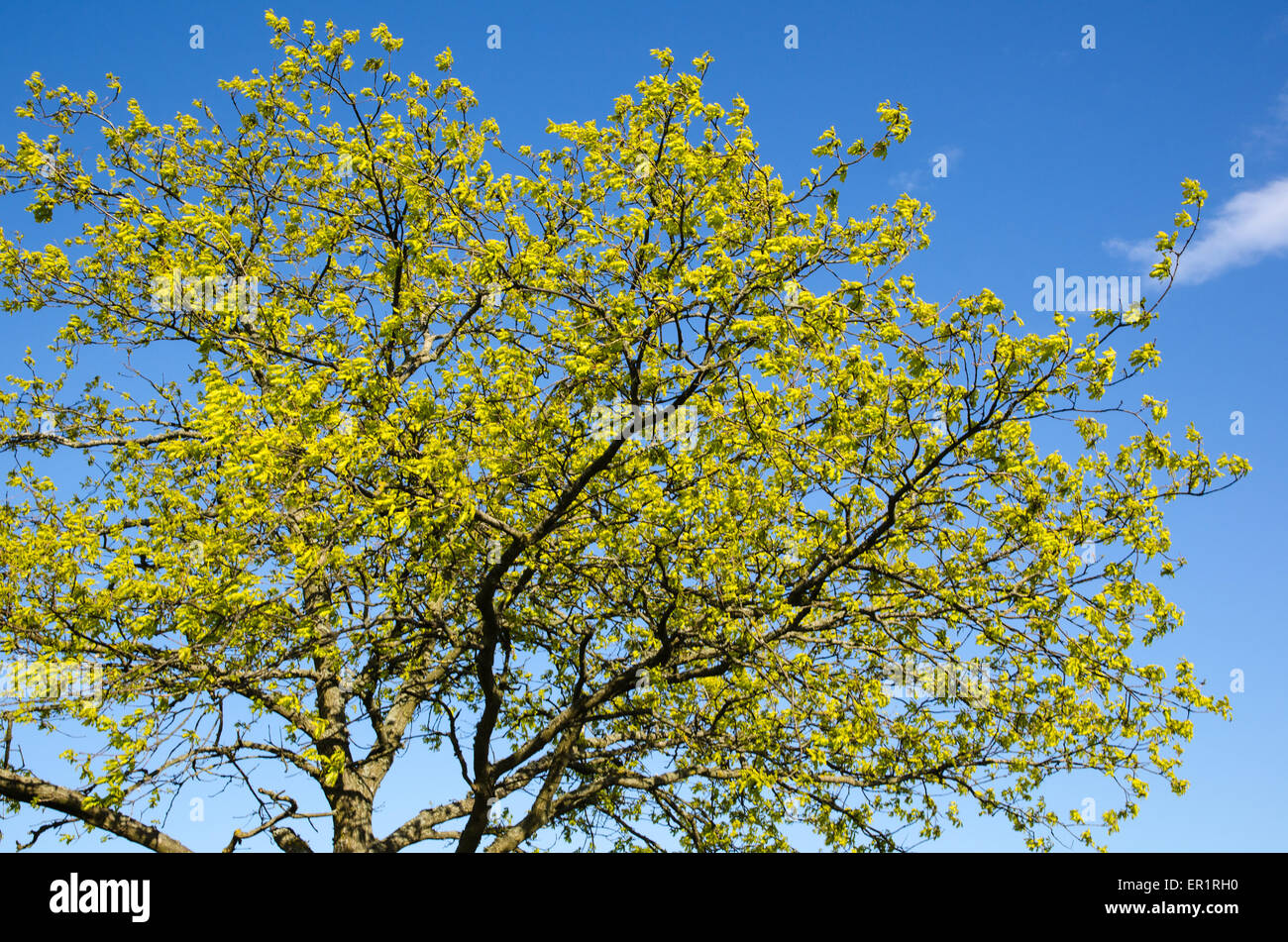 Green oak tree hi-res stock photography and images - Alamy