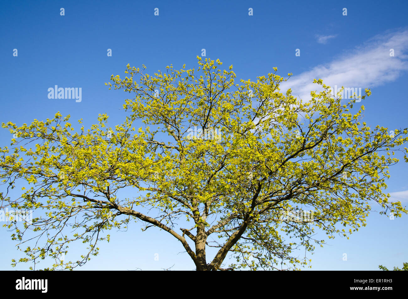 Oak tree in spring hi-res stock photography and images - Alamy