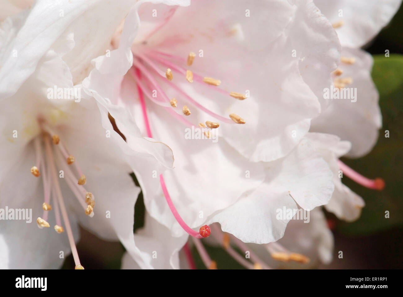 close up white flowering rhododendron Stock Photo - Alamy