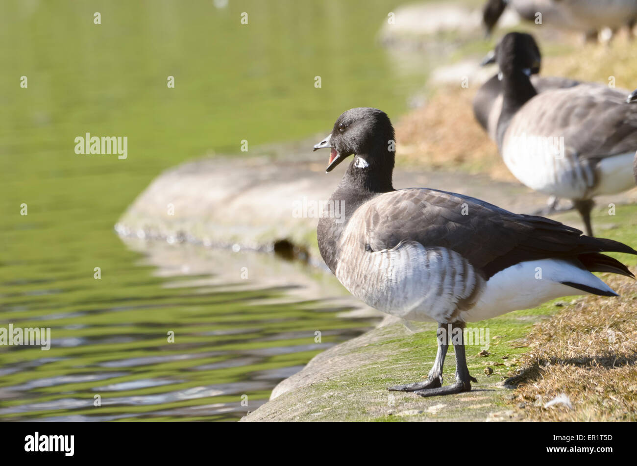 Brent goose with gaping mouth standing at side of pond with green ...