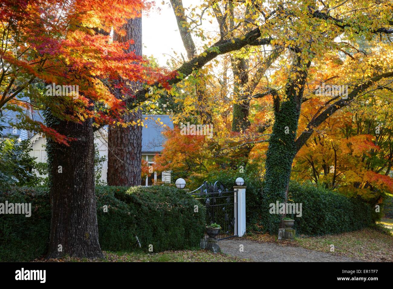 Autumn leaves glowing in Mount Wilson - the Blue Mountains, NSW ...